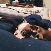 BORDER TAILS RESCUE - 25 Photos & 20 Reviews - Pet Adoption - 2975 N ...