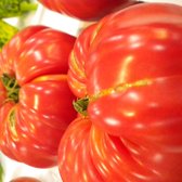 BAY VIEW BARK - 61 Photos & 38 Reviews - Pet Groomers - 1820 S 1st St ...