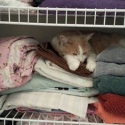 ASIAN BUFFET - 16 Photos & 56 Reviews - 3701 Durand Ave, Racine ...