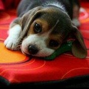 MENARDS - Updated December 2025 - 36 Photos & 72 Reviews - 32501 Van ...