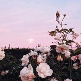 FIVE DIMES BREWERY - 28 Photos & 21 Reviews - 247 Westwood Ave ...