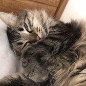 CHINATOWN KITCHEN - Updated October 2025 - 36 Reviews - 20 Welcher Ave ...