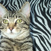 WALMART SUPERCENTER - 218 Photos & 436 Reviews - 19821 Rinaldi St ...