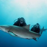 BURGER DADDY - Updated August 2025 - 22 Photos & 51 Reviews - 900 SE ...