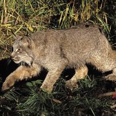 APPLE ROCKINGHAM PARK - Updated December 2025 - 23 Photos & 112 Reviews ...