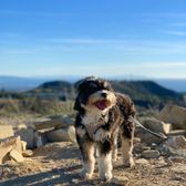 AVDA AUCTION, INC - Updated October 2025 - 13 Reviews - 7331 Laurel ...