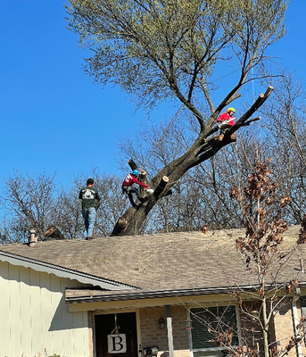 USA TREES SERVICE - Updated June 2025 - 18 Photos - 807 Cavalier Plz ...