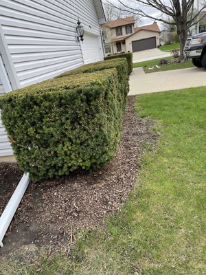 COY TREE SERVICE - Updated September 2025 - 39 Photos - Carpentersville ...