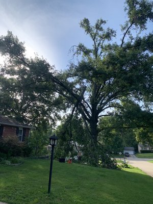 CROWN TREE SERVICE - Updated December 2025 - 14 Photos & 13 Reviews ...