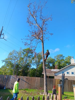 QUALITY TREE SERVICE AND LANDSCAPING - Updated September 2025 - 68 ...