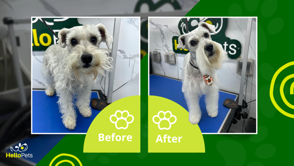 HELLO PETS GROOMERS - Updated October 2025 - 36 Photos & 17 Reviews ...