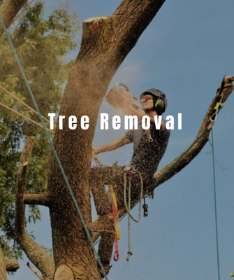 TREE MONKEY TREE TRIMMING - Updated June 2024 - 51 Photos & 54 Reviews ...