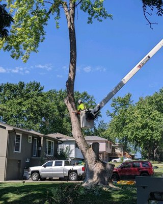AMERICAN ARBORIST - Updated September 2025 - 14 Photos & 17 Reviews ...