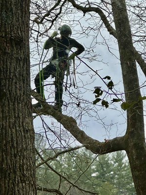 LUKE TREE WALKER - Updated September 2025 - 25 Photos - Asheville ...