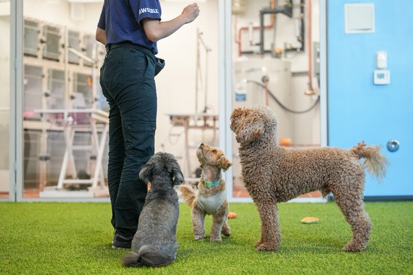 PAWSIBLE - Updated January 2026 - 53 Photos & 19 Reviews - 555 N Spring ...