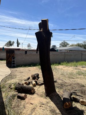 TREE MONKEY TREE TRIMMING - Updated December 2025 - 109 Photos & 70 ...