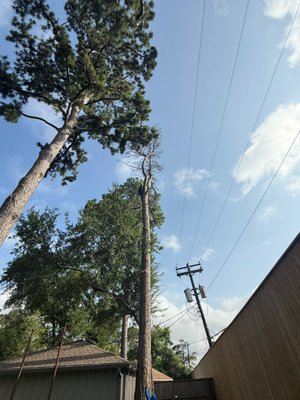 ALL AROUND TREE SERVICE - Updated October 2025 - 174 Photos & 26 Reviews - Houston, Texas - Tree ...
