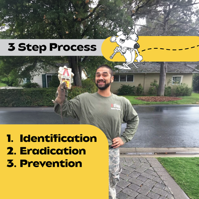 3 STEP RODENT PROOFING - Updated October 2025 - 113 Photos & 359 ...