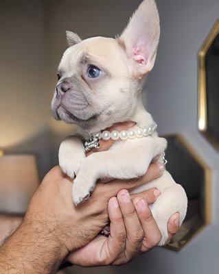 BIGGIE’S ROYAL FRENCHIE’S - Updated December 2024 - 94 Photos - Los ...