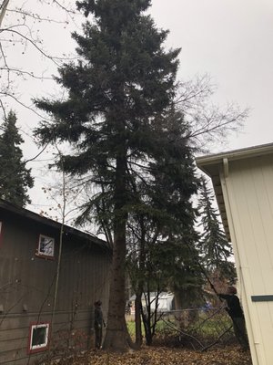 GREAT ALASKA TREE COMPANY - Updated December 2025 - 12 Photos & 14 ...
