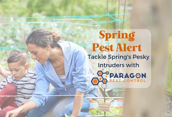 PARAGON PEST CONTROL - Updated June 2025 - 255 Photos & 76 Reviews ...