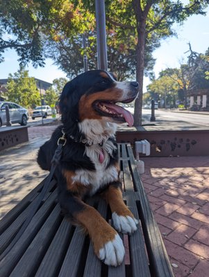 HARNESSING POTENTIAL DOG TRAINING - Updated June 2025 - 140 Photos & 20 ...