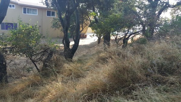 BRUSHPROS DEFENSIBLE SPACE CLEARING - Updated July 2025 - 16 Photos & 51 Reviews - Oakland ...