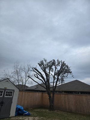 CHAVEZ TREES - Updated May 2026 - 167 Photos & 47 Reviews - 1076 Cora ...