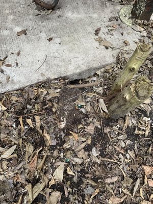 CROW PEST CONTROL - Updated July 2025 - 27 Photos & 68 Reviews - 4114 N ...