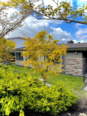 MAPLE MAN - JAPANESE MAPLE PRUNING - Updated April 2024 - 12 Photos ...