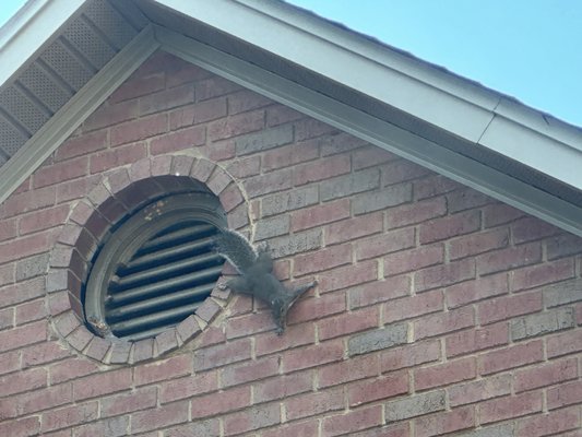 BREDA PEST MANAGEMENT - Updated May 2025 - 11 Photos & 63 Reviews - 742 ...