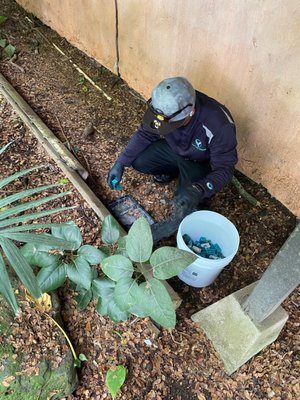 PEST TECH HAWAII - Updated January 2026 - 84 Photos & 125 Reviews ...