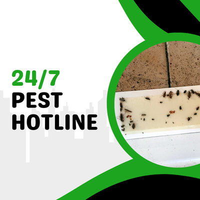 BRIDGEPORT PEST CONTROL - 24 Photos - Chicago, Illinois - Pest Control ...