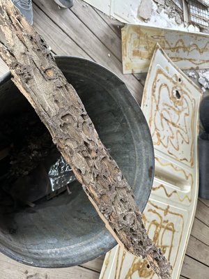 X OUT PEST SERVICES - Updated January 2026 - 67 Photos & 211 Reviews ...