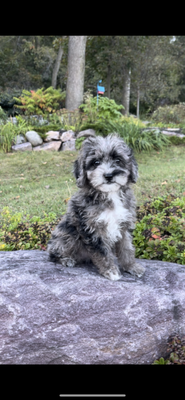 SPRING GREEN PUPS - Updated November 2025 - S10405A Little Bear Rd ...