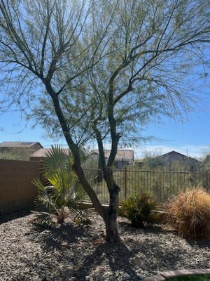 DESERT SAGE LANDSCAPING - Updated July 2025 - 225 Photos & 64 Reviews ...