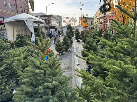 SEATTLE CHRISTMAS TREE - Updated December 2025 - 13 Photos - 101 Pike ...
