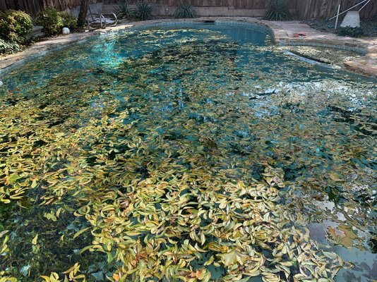 CERULEAN POOL SERVICES - Updated February 2026 - 34 Photos & 45 Reviews ...