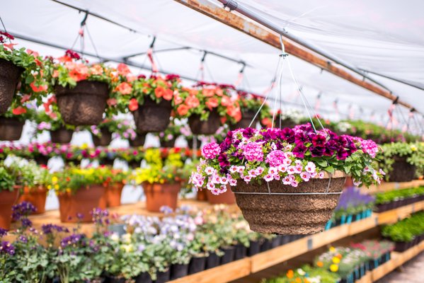 PINE LANE NURSERY - Updated July 2025 - 245 Photos & 54 Reviews - 18200 ...