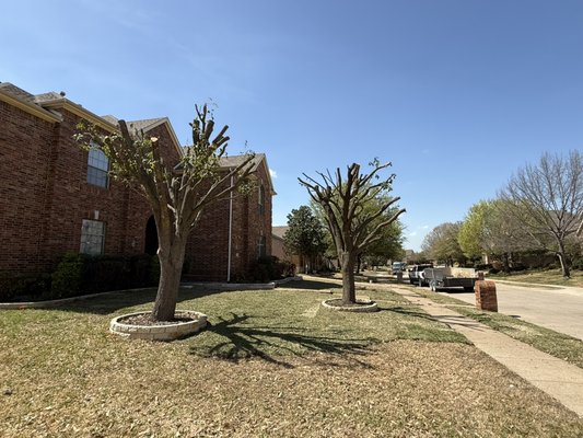 LOPEZ TREE SERVICES - Updated July 2025 - 41 Photos - 10000 Walnut St ...