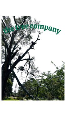 TREE SERVICE - Updated July 2025 - Baytown, Texas - Tree Services ...