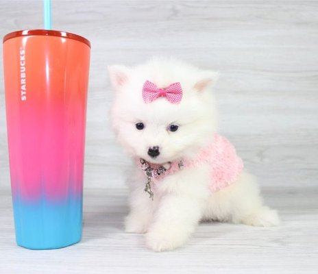 PUPPY HEAVEN - TEACUP & TOY PUPPIES FOR SALE - Updated October 2025 ...