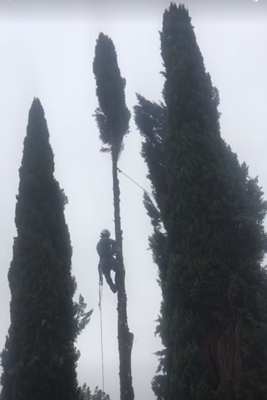 ALL ACCESS TREE CARE - Updated September 2025 - 182 Photos & 300 ...