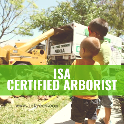 LC TREE SERVICE - Updated December 2025 - 132 Photos & 111 Reviews ...