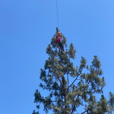 CASTILLO TREE SERVICE - Updated December 2025 - 163 Photos & 82 Reviews ...