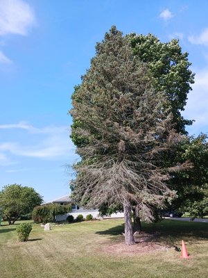 MATTHEWS TREE MAINTENANCE - 402 Lansing Rd, Eaton Rapids, Michigan ...