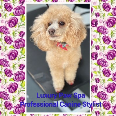 LUXURY PAW SPA MOBILE PET GROOMING - Updated December 2025 - 496 Photos ...