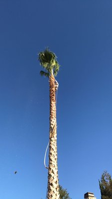 CASTILLO TREE SERVICE - Updated December 2025 - 163 Photos & 82 Reviews ...