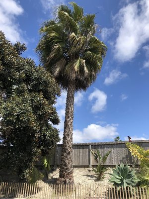 PENA TREE SERVICE - Updated December 2025 - 186 Photos & 286 Reviews ...