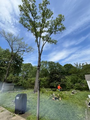 M&J TREE SERVICE - Updated August 2025 - 37 Photos - 9000 Windsong Dr ...